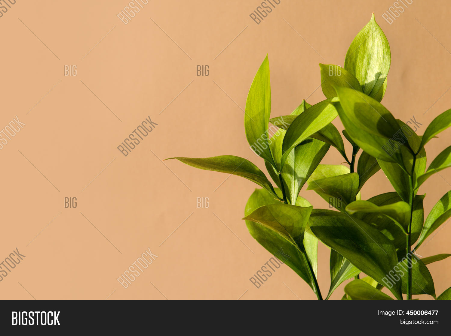 Green Ruscus Flower Image & Photo (Free Trial) | Bigstock