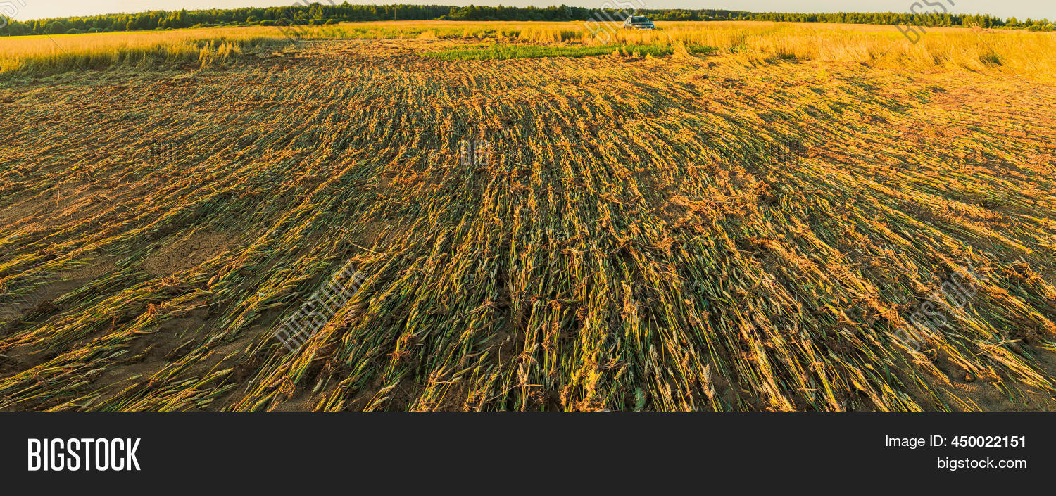 Wheat Died After Image & Photo (Free Trial) | Bigstock