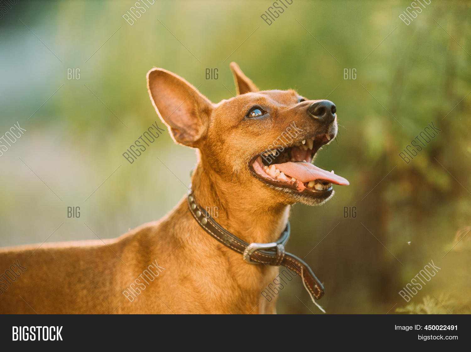 Brown Min Pin, Image & Photo (Free Trial) | Bigstock