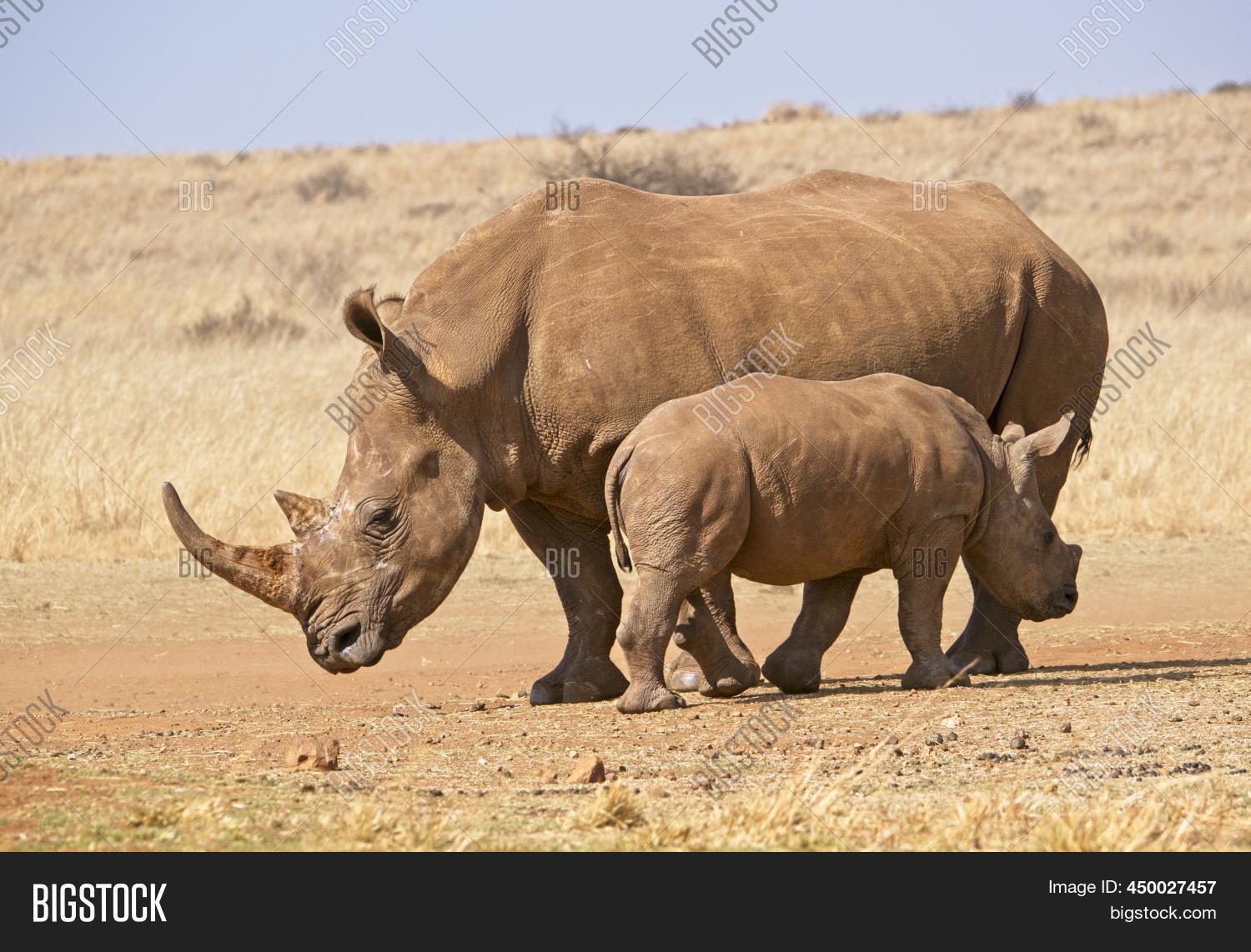 Female Rhino Young Image & Photo (Free Trial) | Bigstock