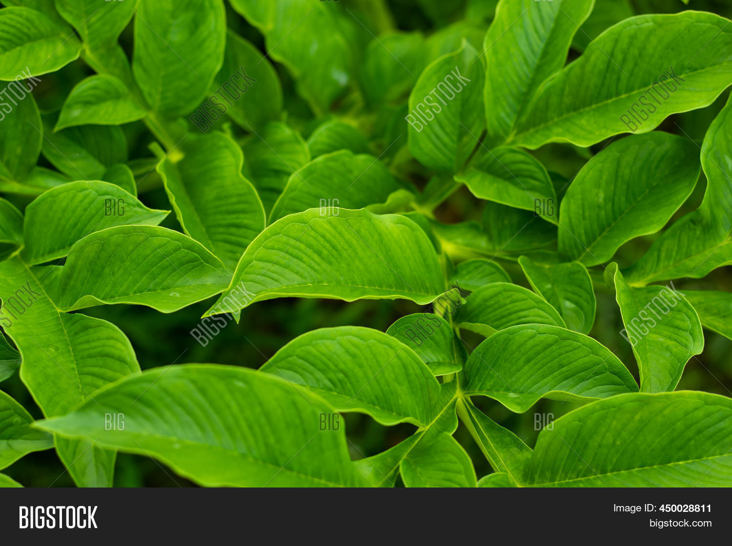 Leaf Sloping Tree. Image & Photo (Free Trial) | Bigstock