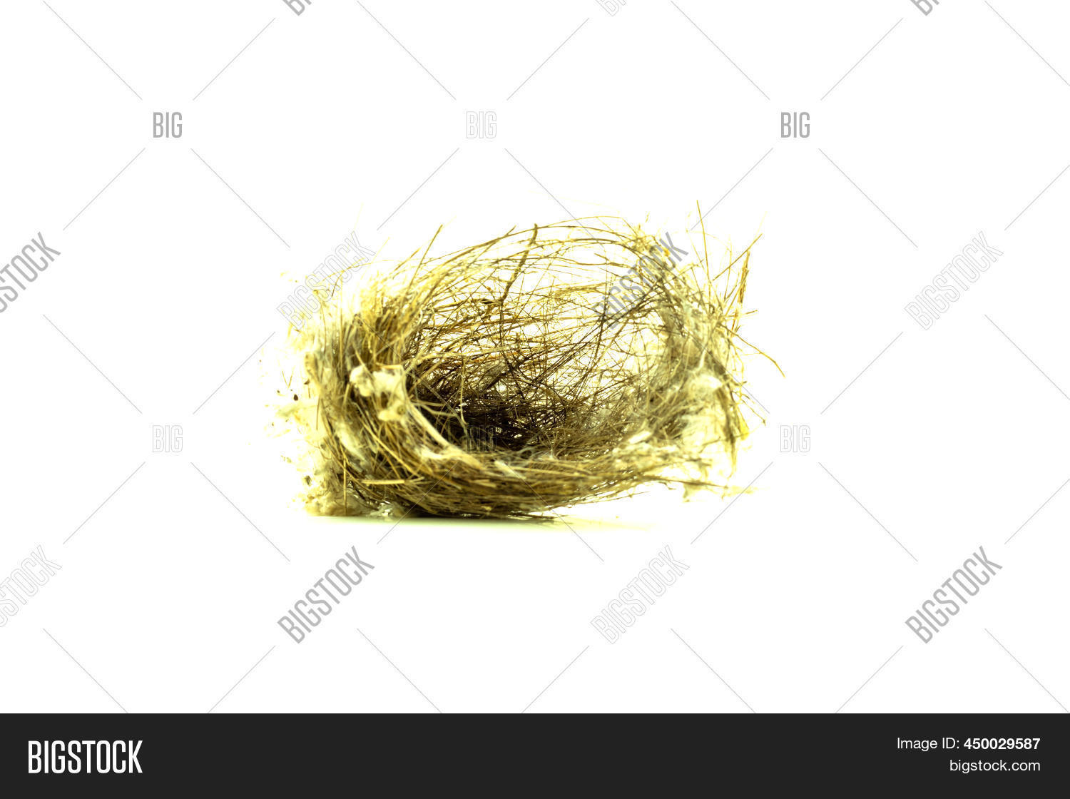 Simplest Nest Image & Photo (Free Trial) | Bigstock