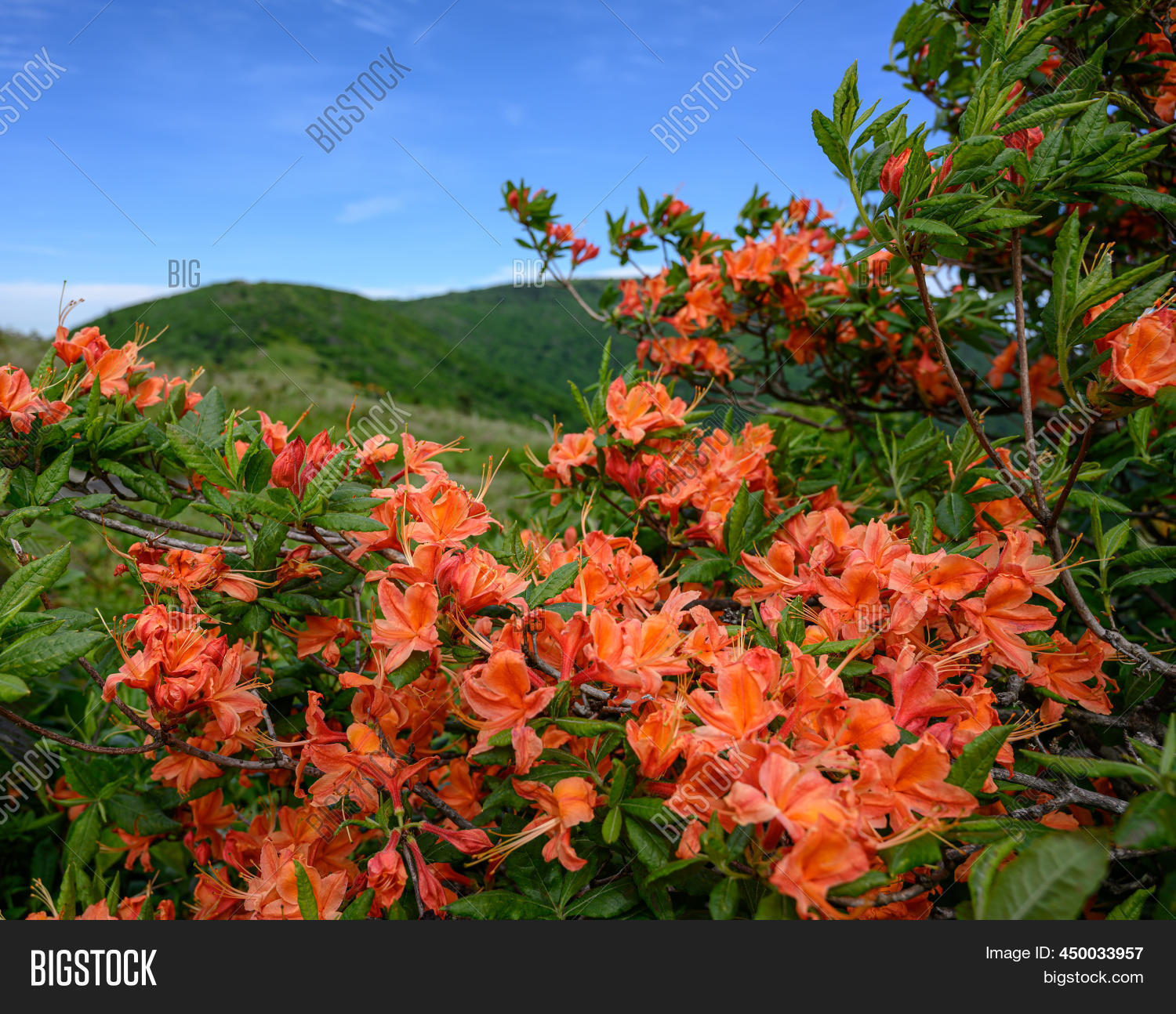 Orange Flame Azaleas Image & Photo (Free Trial) | Bigstock