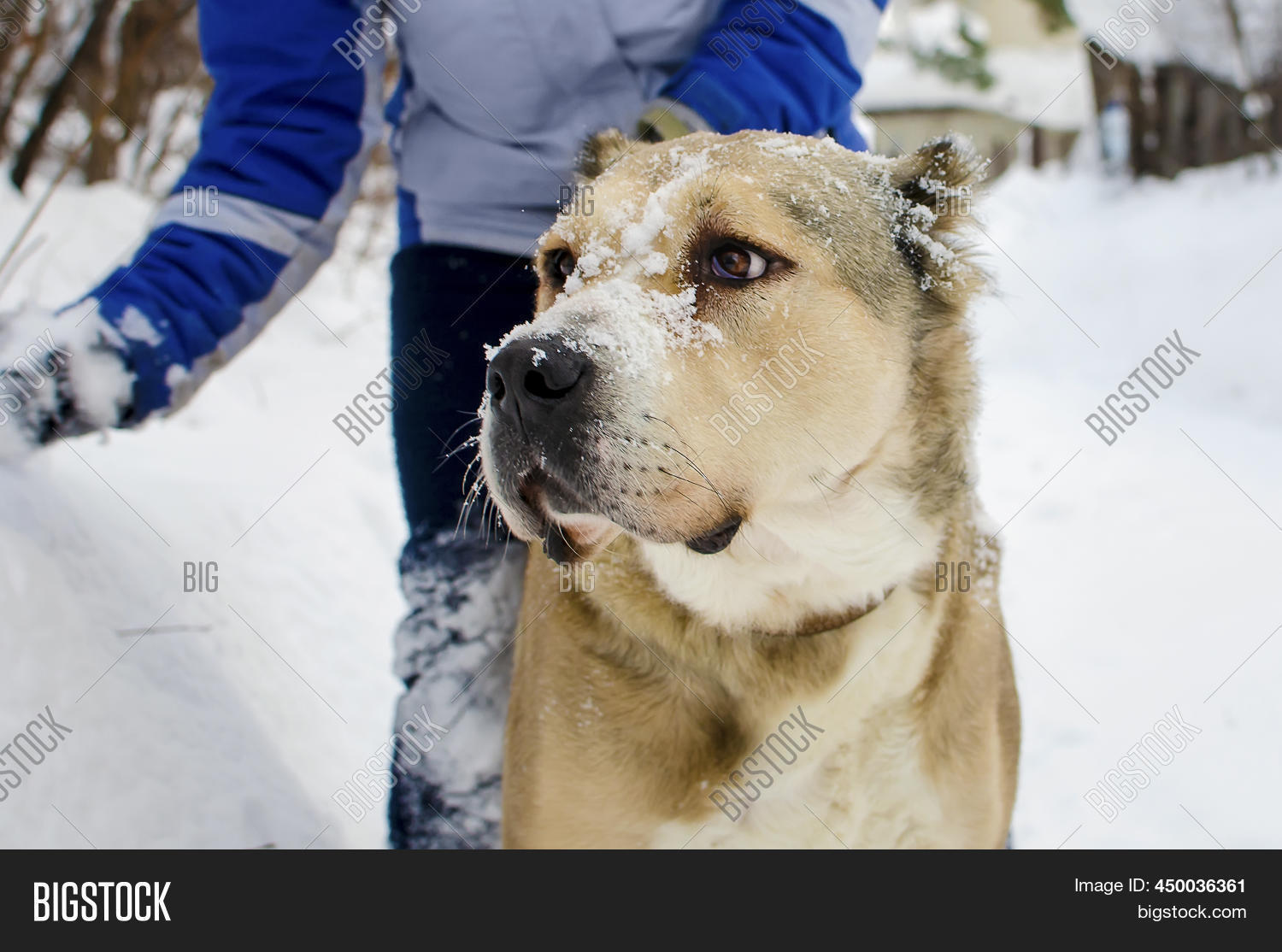 Snow On Dog's Face. Image & Photo (Free Trial) | Bigstock