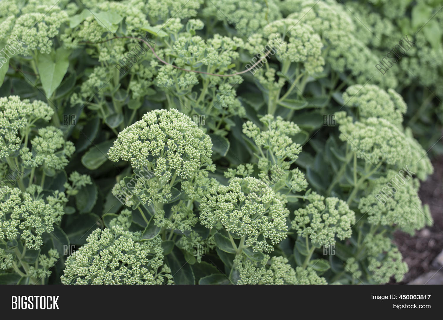 Close- Green Buds Image & Photo (Free Trial) | Bigstock