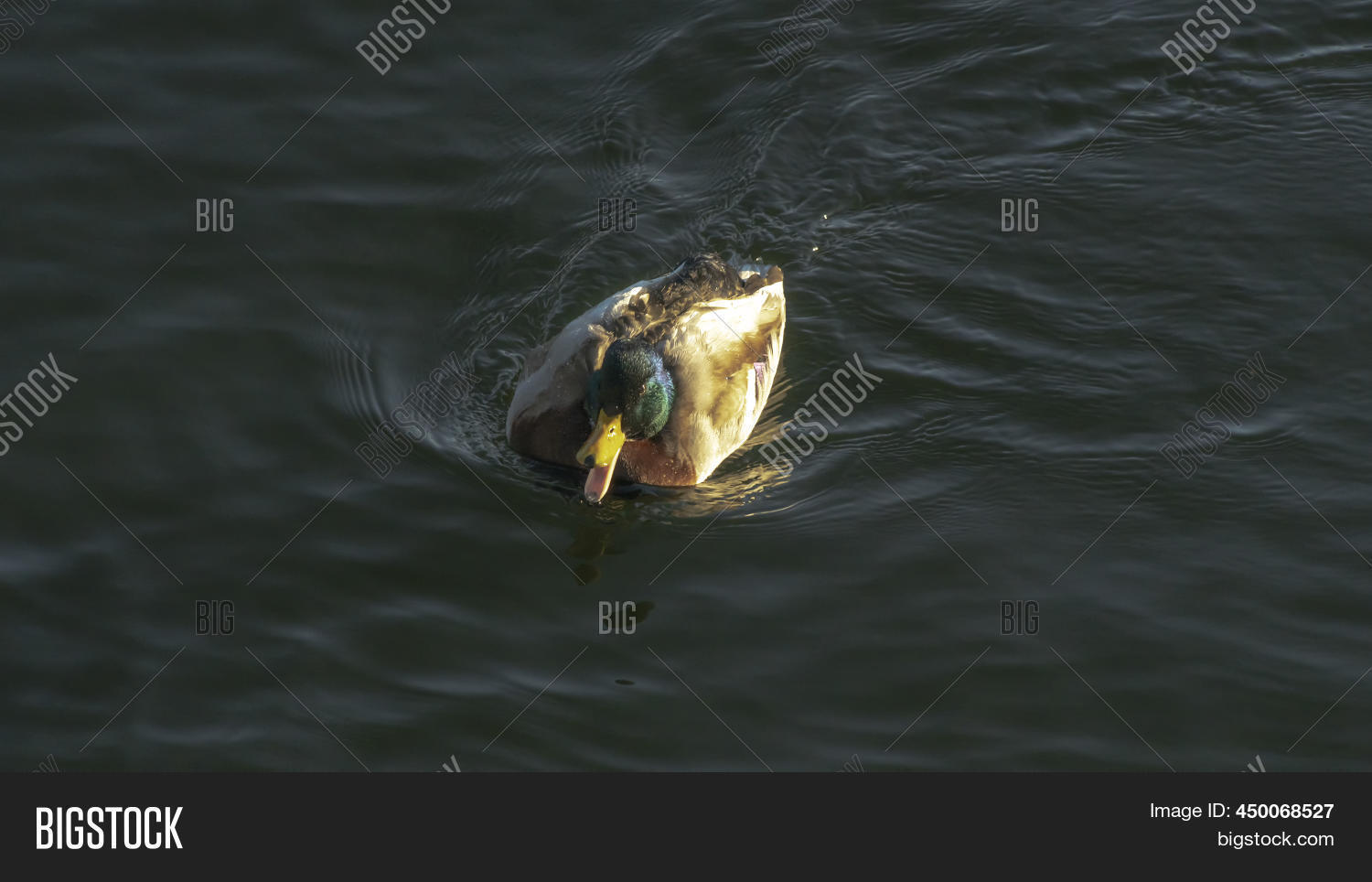 Top View Mallard Duck Image & Photo (Free Trial) | Bigstock