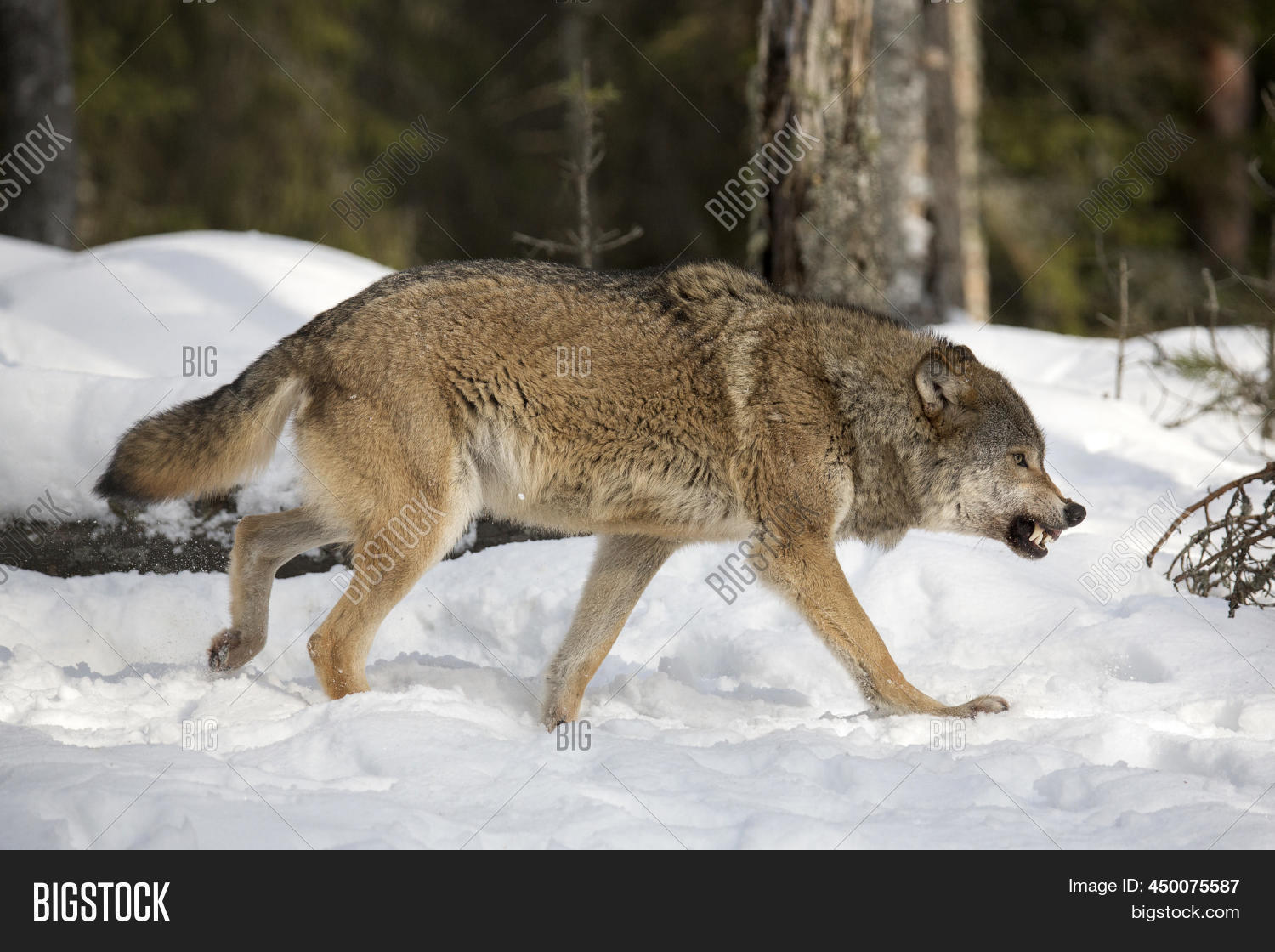 Wolf Forest. Animal Image & Photo (Free Trial) | Bigstock