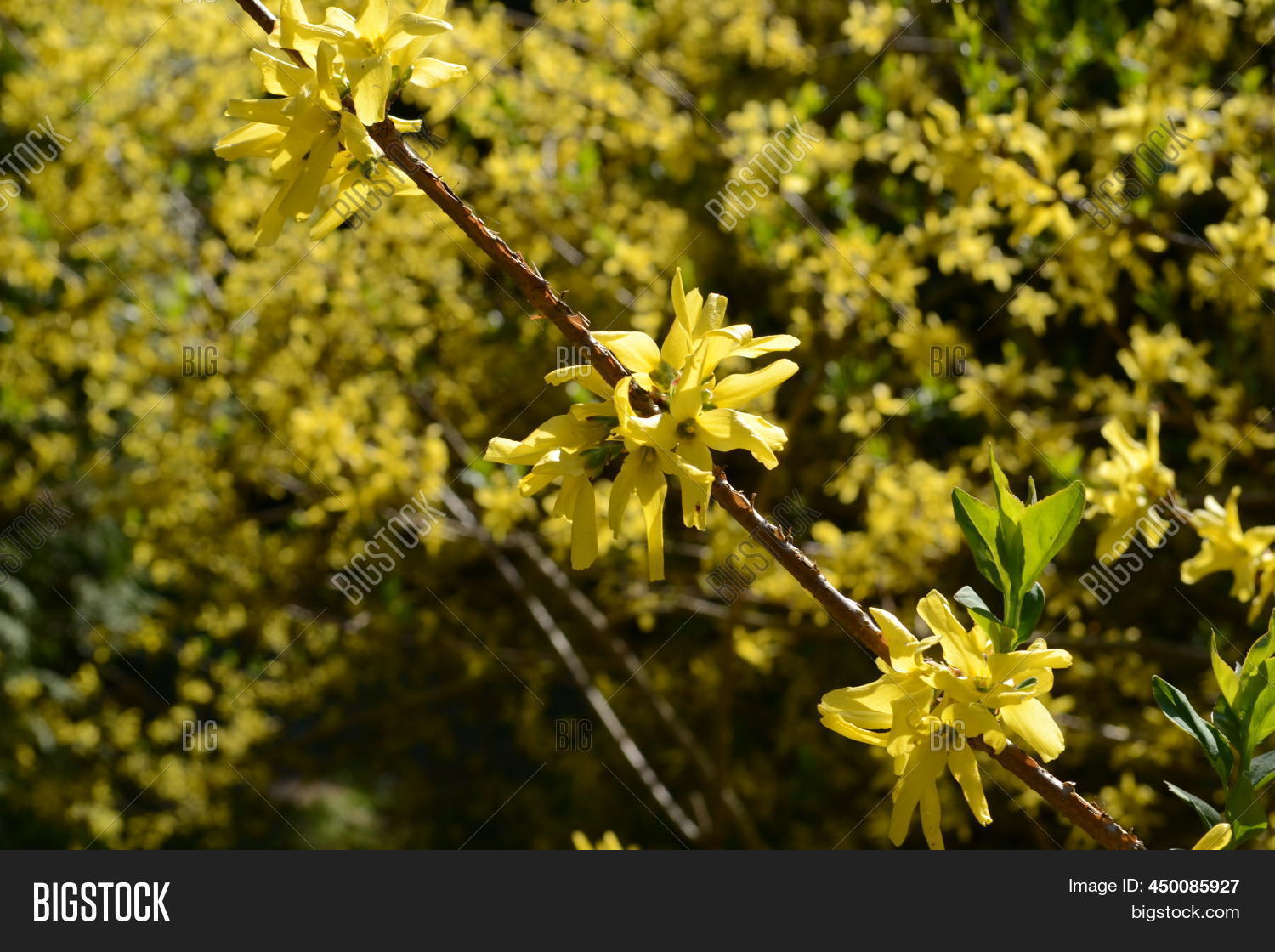 Yellow Flowering Image & Photo (Free Trial) | Bigstock