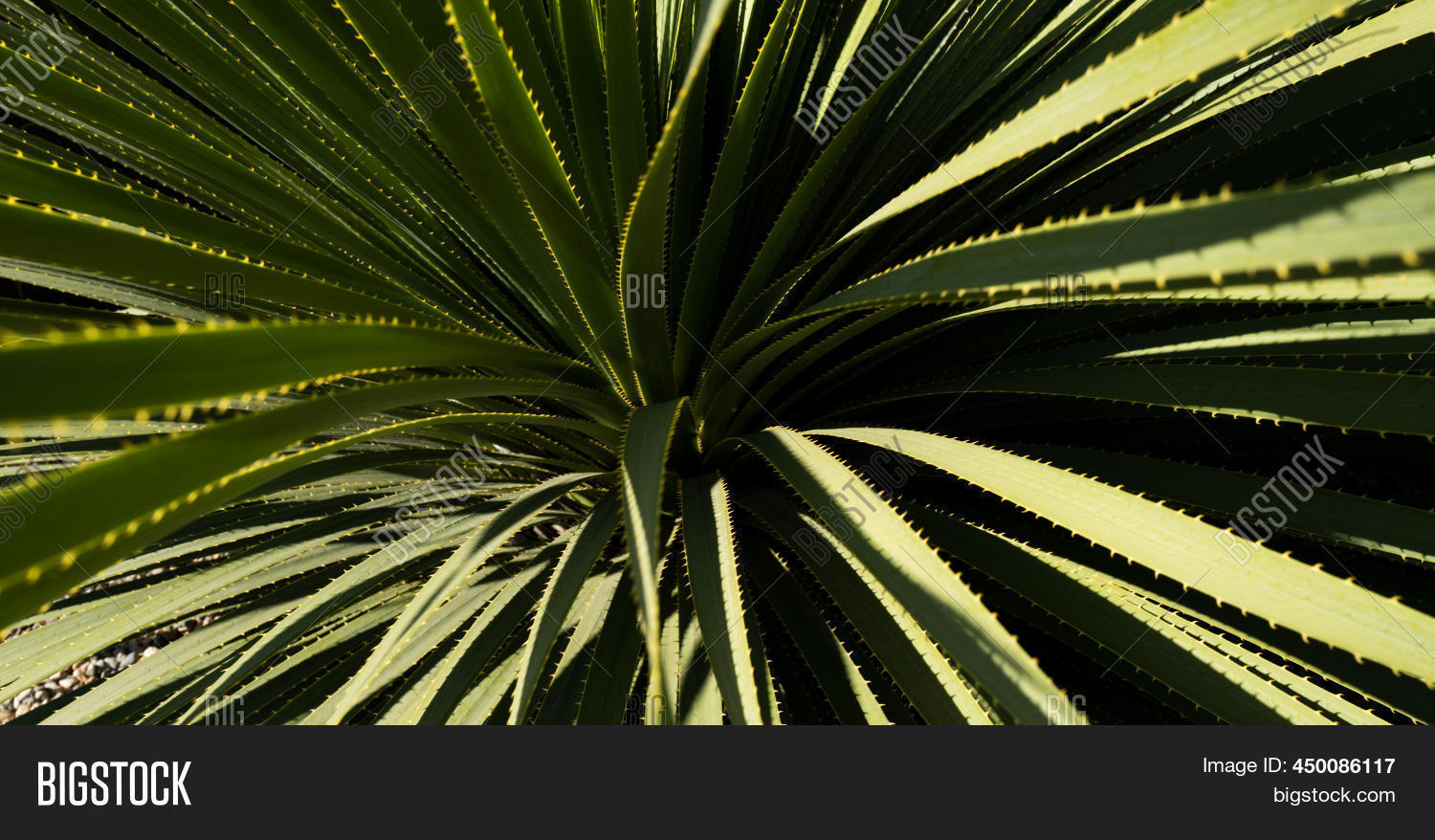 Imagen y foto Agave Cactus. (prueba gratis) | Bigstock