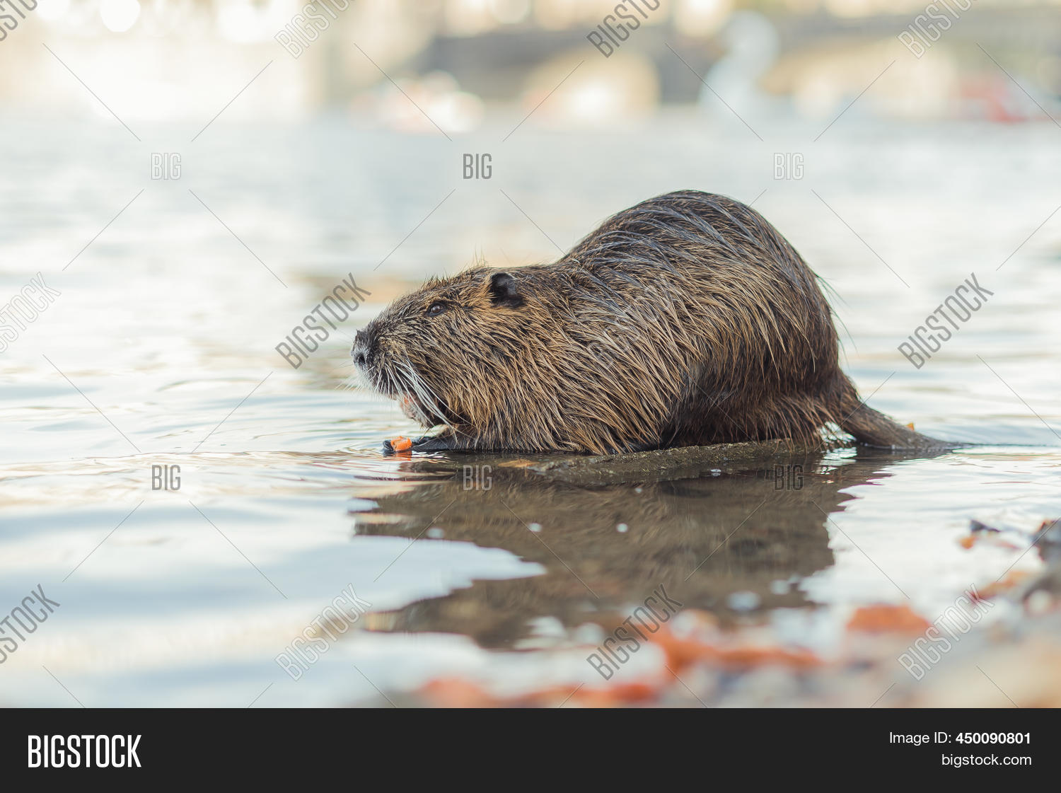 Muskrat Eating Carrot Image & Photo (Free Trial) | Bigstock