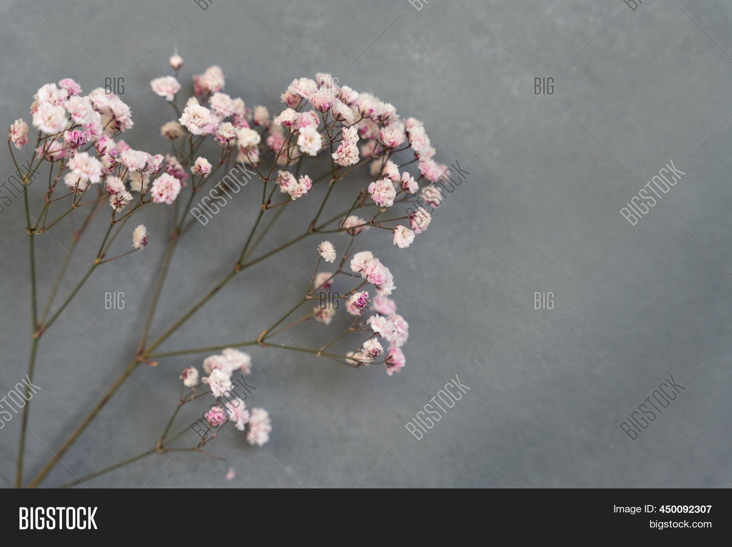 Closeup Dry Rainbow Image & Photo (Free Trial) | Bigstock