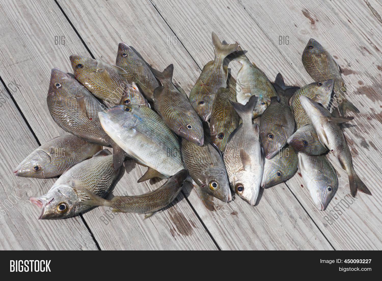 Pile Grey Snapper Image & Photo (Free Trial) | Bigstock
