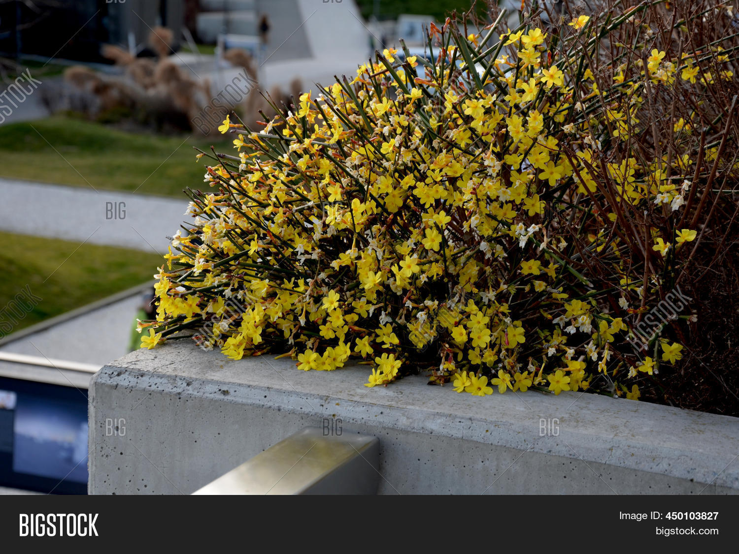 Broom-growing Shrub Image & Photo (Free Trial) | Bigstock