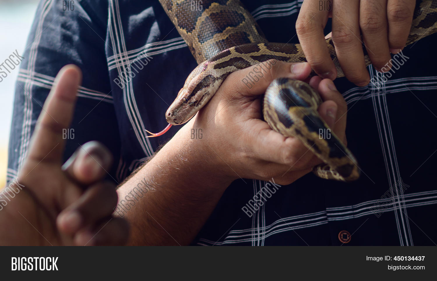 Nonvenomous Python Image & Photo (Free Trial) | Bigstock