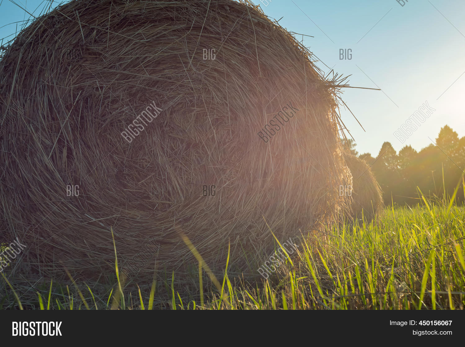 Close- Dry Bale Hay Image & Photo (Free Trial) | Bigstock