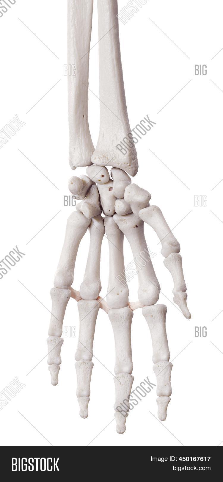 3d Rendered Medically Image & Photo (Free Trial) | Bigstock