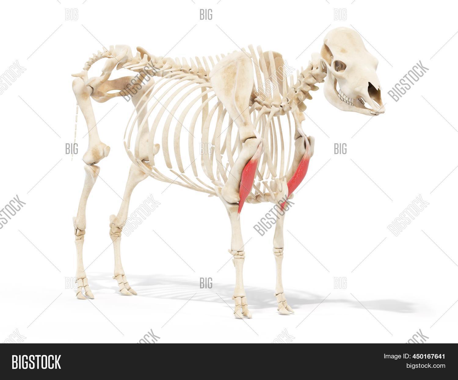 3d Rendered Anatomy Image & Photo (Free Trial) | Bigstock