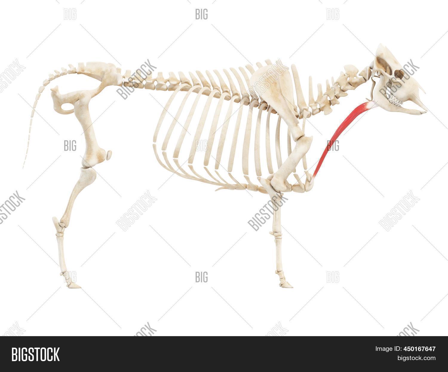 3d Rendered Anatomy Image & Photo (Free Trial) | Bigstock