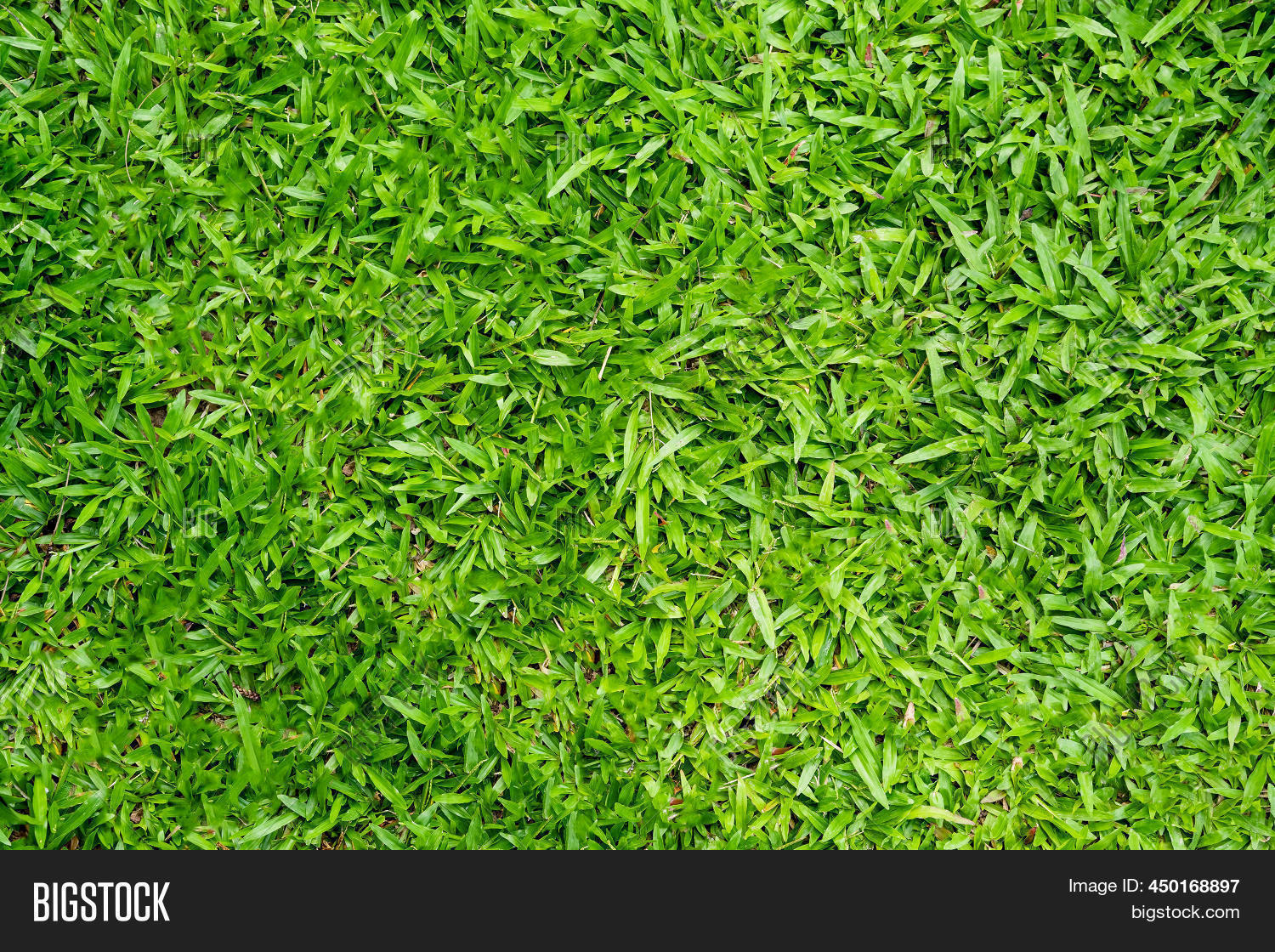 Green Grass Texture Image & Photo (Free Trial) | Bigstock