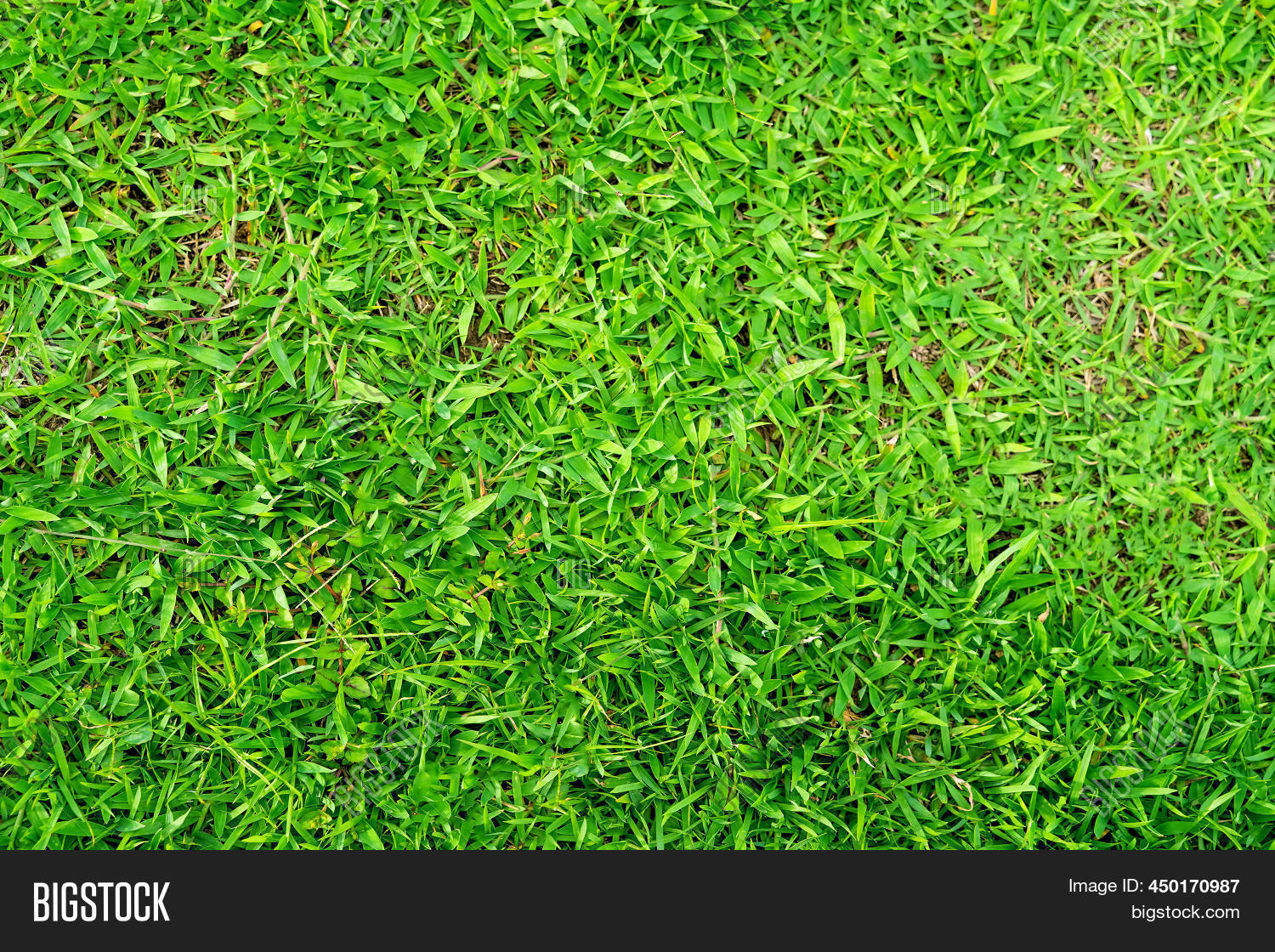 Green Grass Texture Image & Photo (Free Trial) | Bigstock