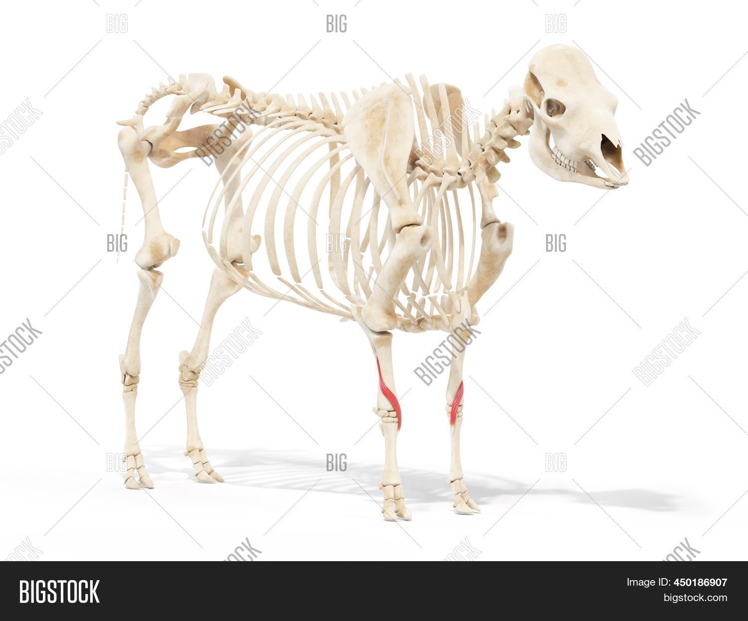 3d Rendered Anatomy Image & Photo (Free Trial) | Bigstock