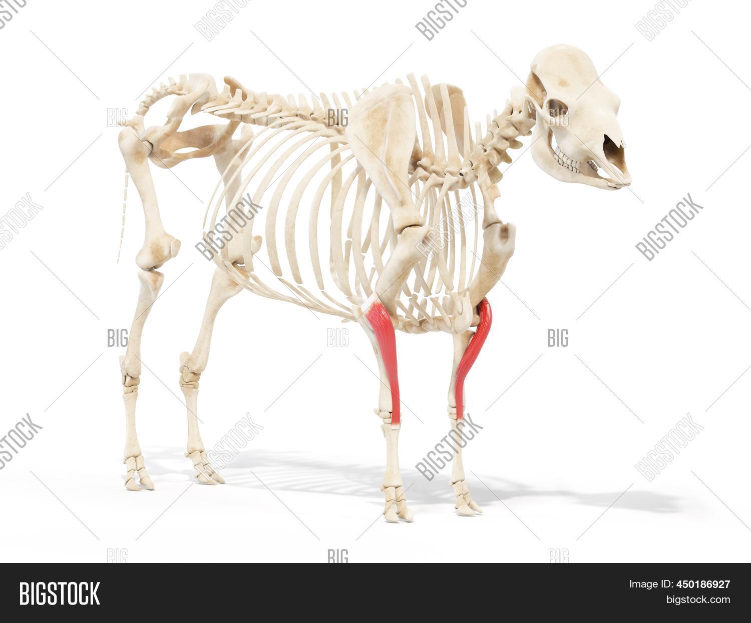 3d Rendered Anatomy Image & Photo (Free Trial) | Bigstock