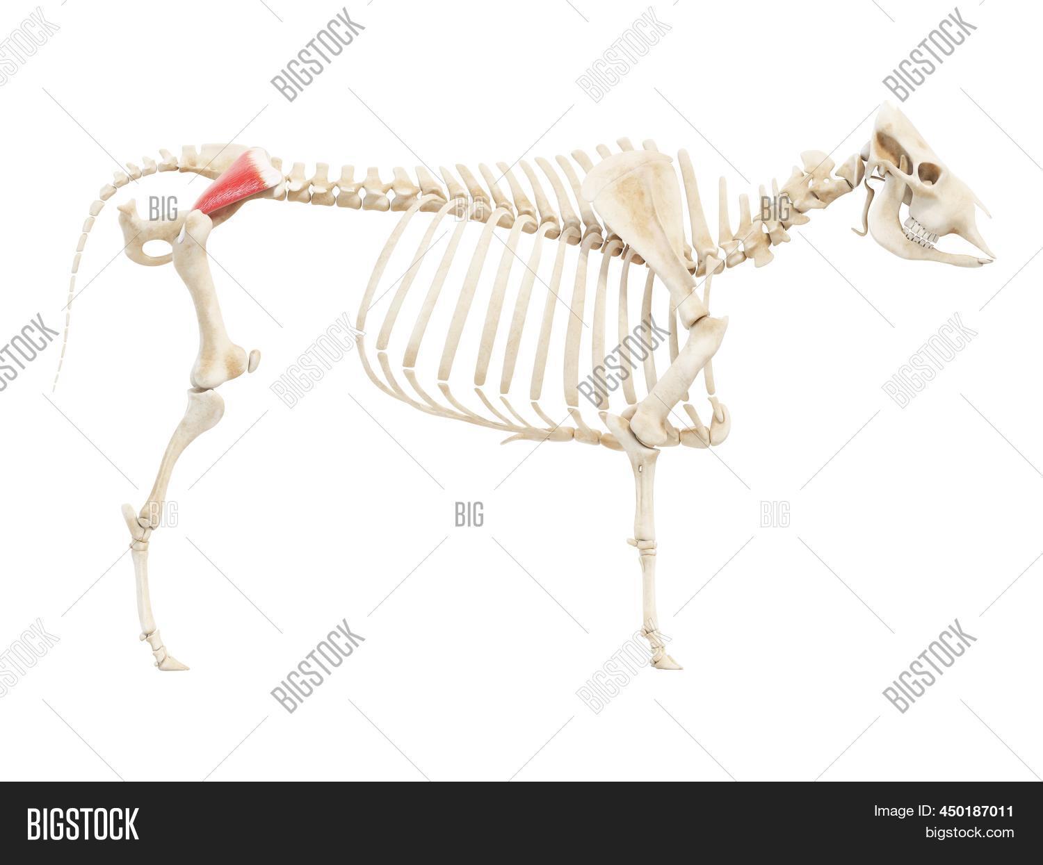 3d Rendered Anatomy Image & Photo (Free Trial) | Bigstock