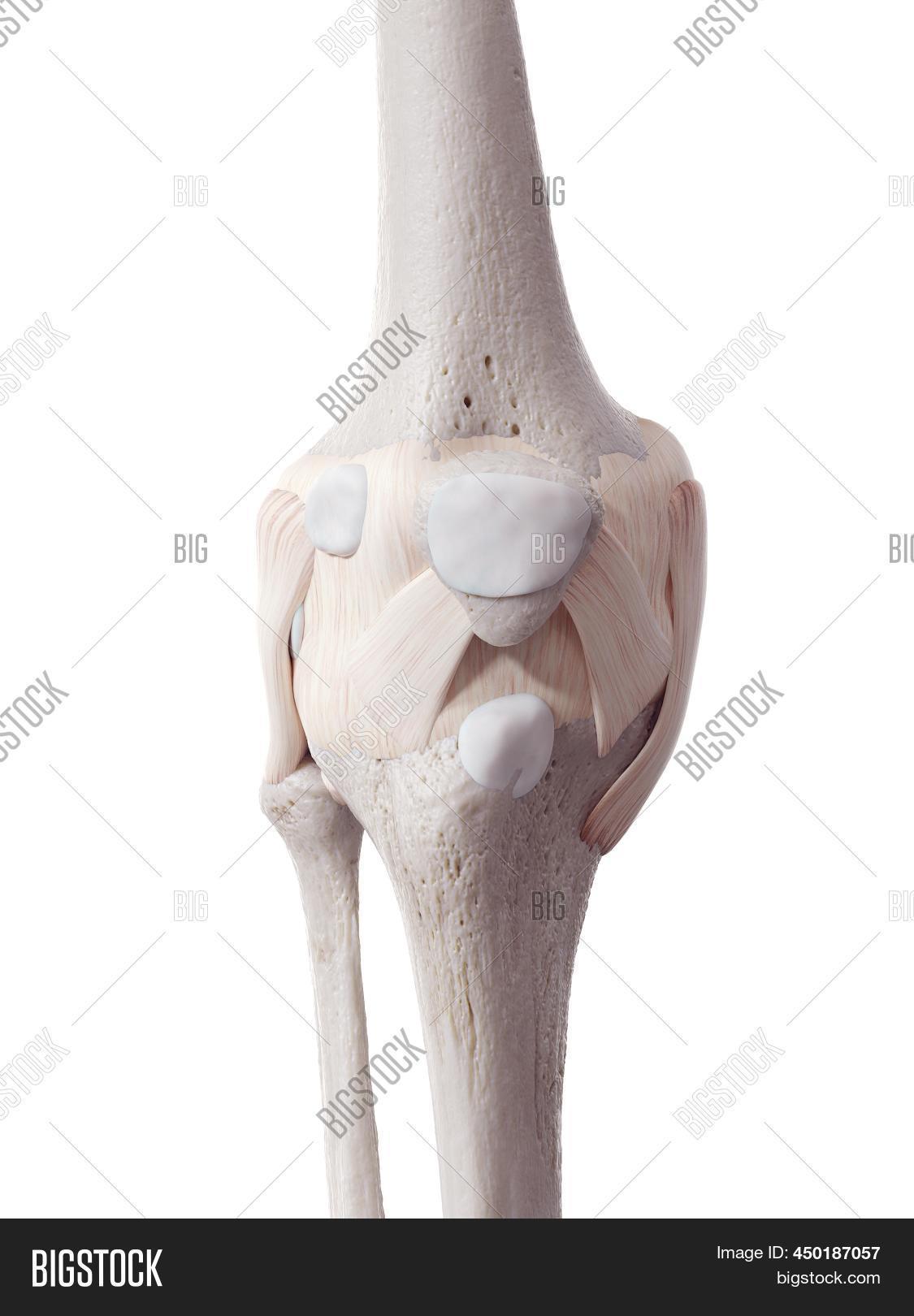 3d Rendered Medically Image & Photo (Free Trial) | Bigstock