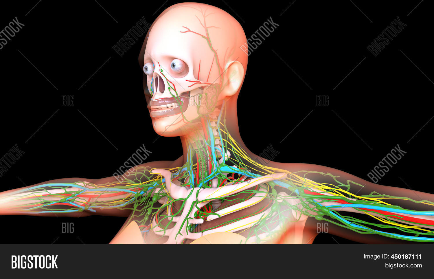 Female Lymph Nodes Image & Photo (Free Trial) | Bigstock