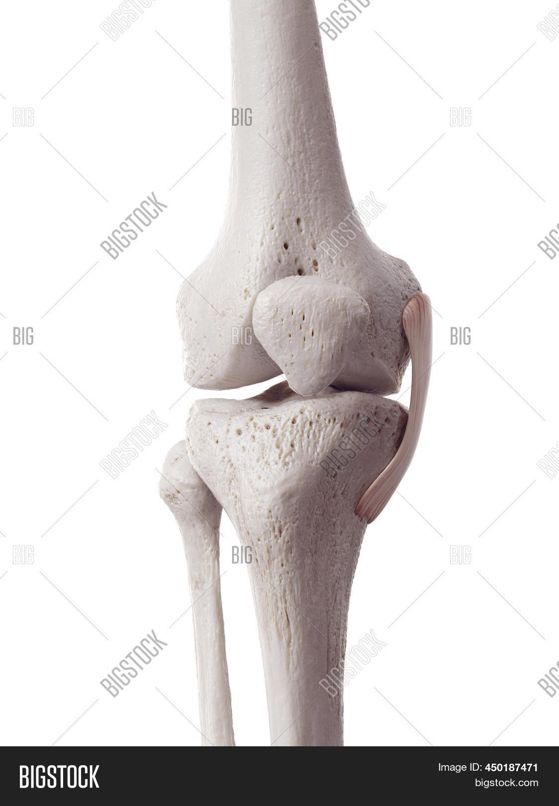 3d Rendered Medically Image & Photo (Free Trial) | Bigstock