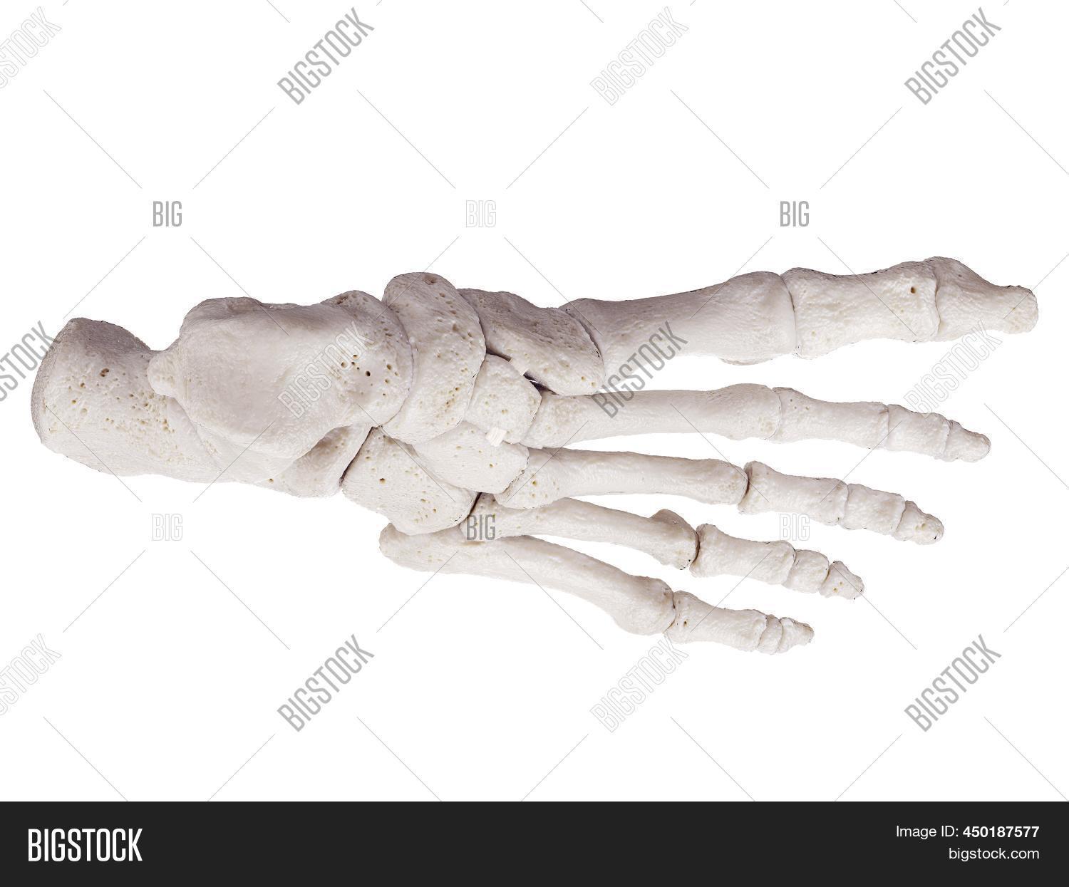 3d Rendered Medically Image & Photo (Free Trial) | Bigstock
