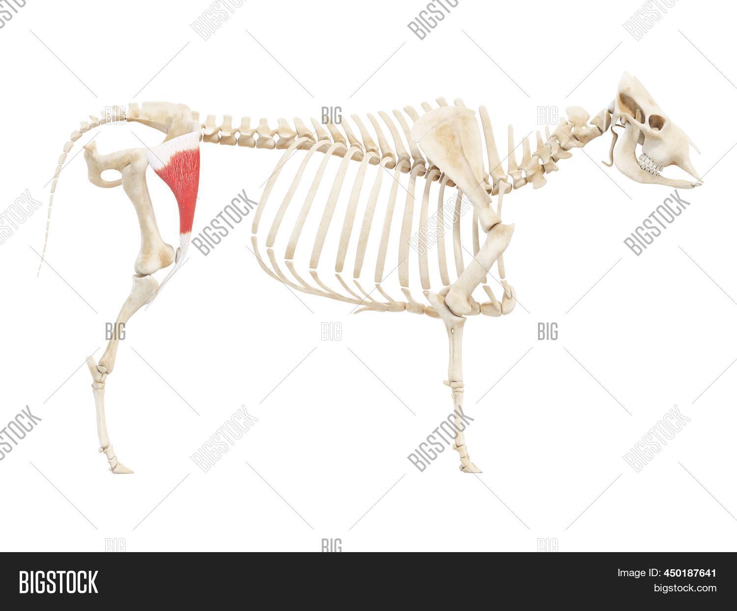 3d Rendered Anatomy Image & Photo (Free Trial) | Bigstock