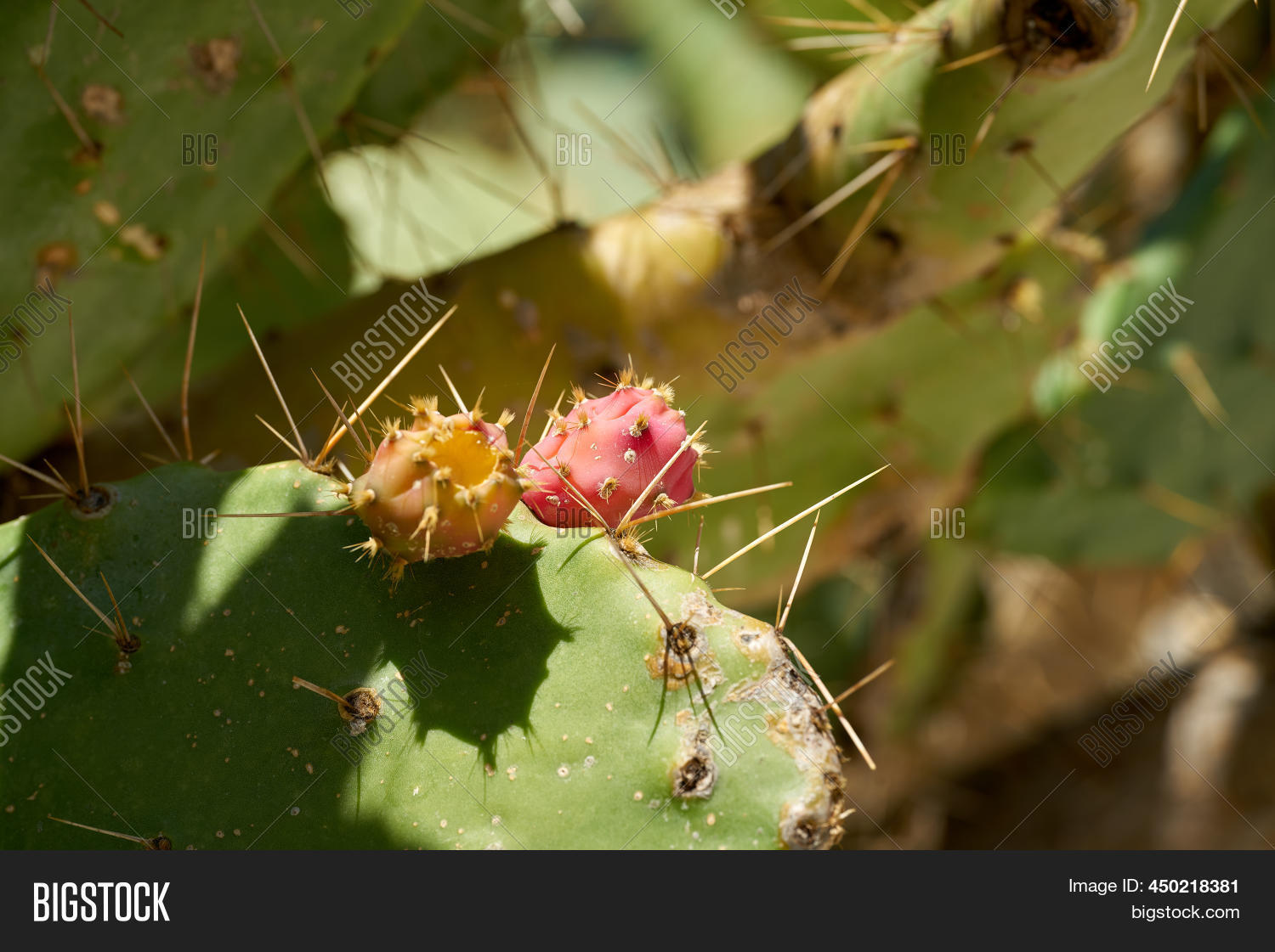 Edible Fruits Prickly Image & Photo (Free Trial) | Bigstock