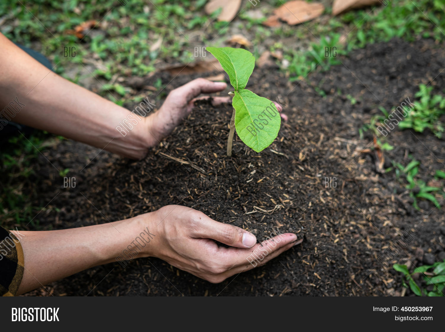 Man Carrying Seedling Image & Photo (Free Trial) | Bigstock