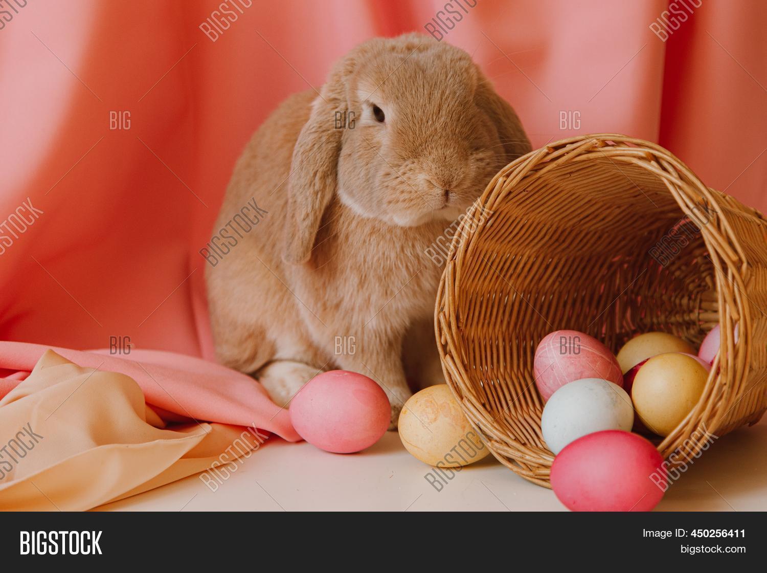Cute Rabbit Brown Image & Photo (Free Trial) | Bigstock