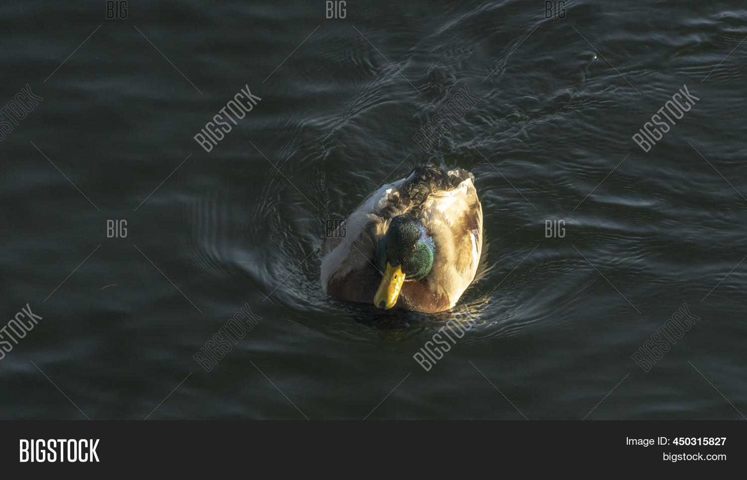Top View Mallard Duck Image & Photo (Free Trial) | Bigstock
