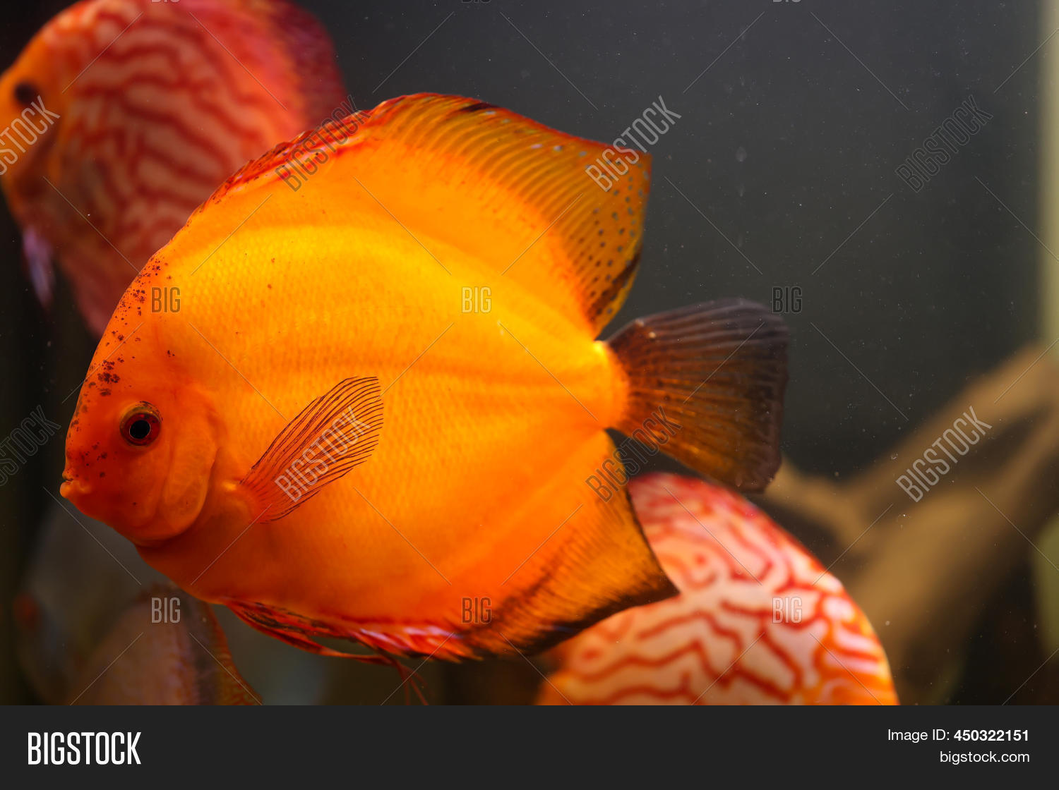 Portrait Discus Discus Image & Photo (Free Trial) | Bigstock