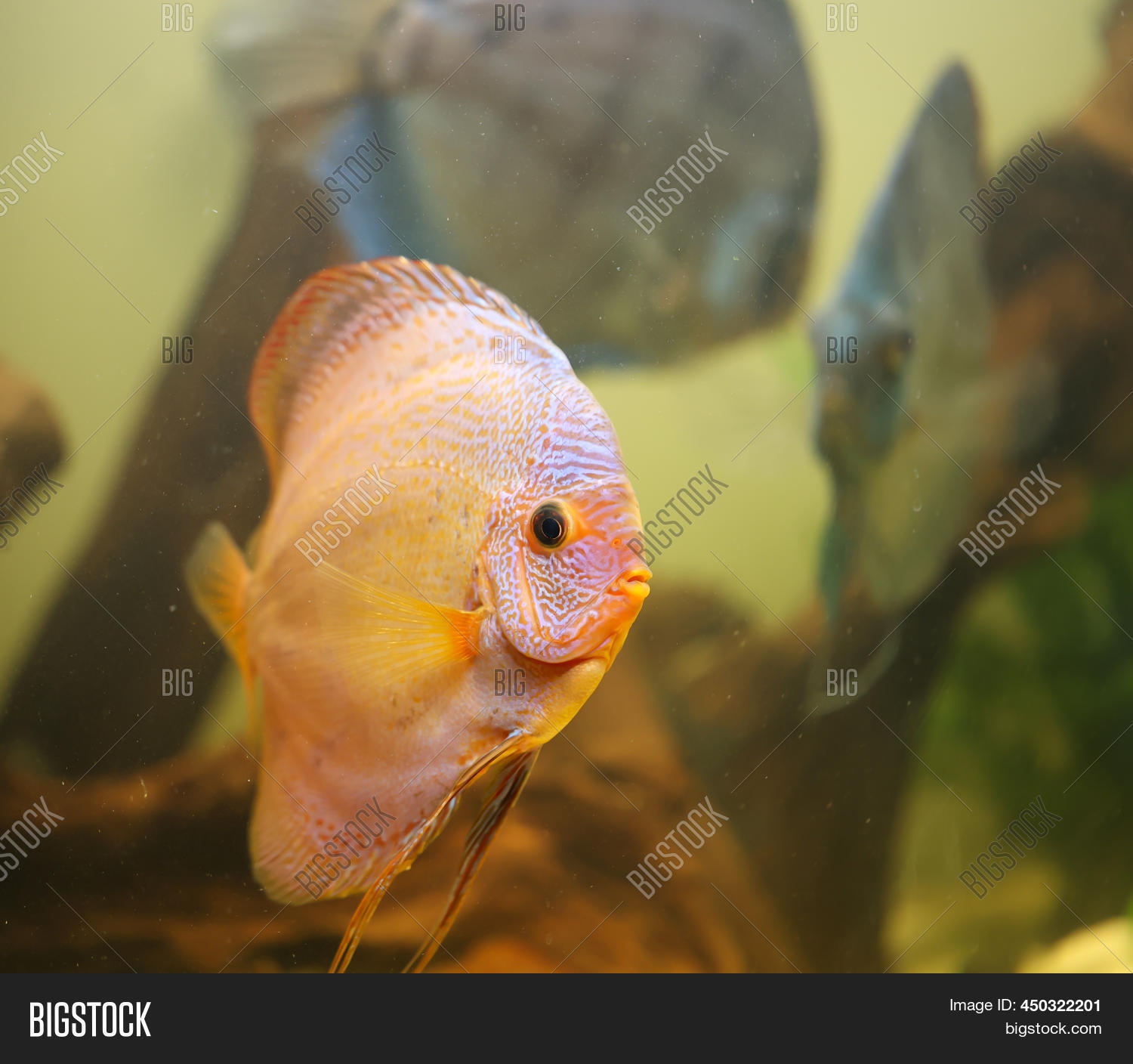 Portrait Discus Discus Image & Photo (Free Trial) | Bigstock