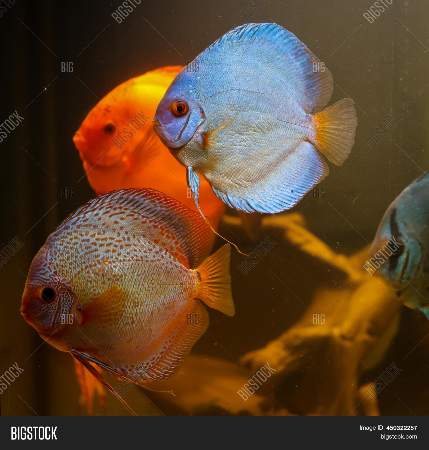 Portrait Discus Discus Image & Photo (Free Trial) | Bigstock