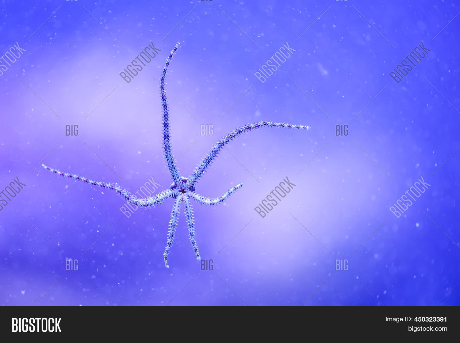 Snake Starfish Six Image & Photo (Free Trial) | Bigstock