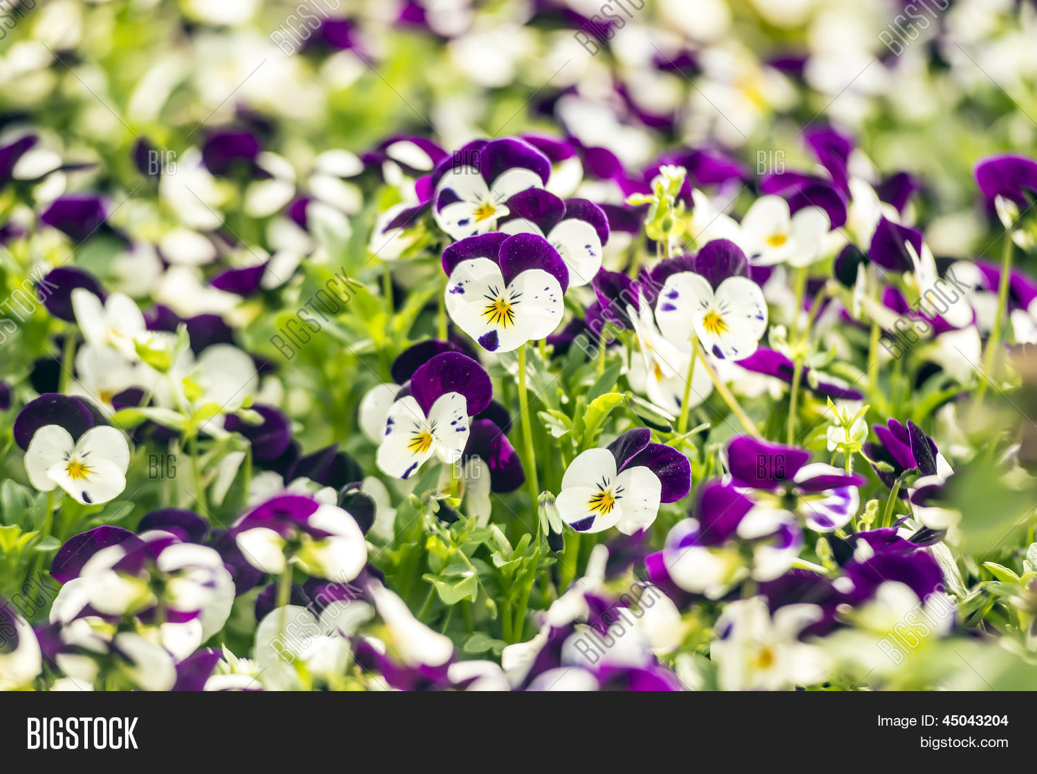 Beautiful Pansy Image & Photo (Free Trial) | Bigstock