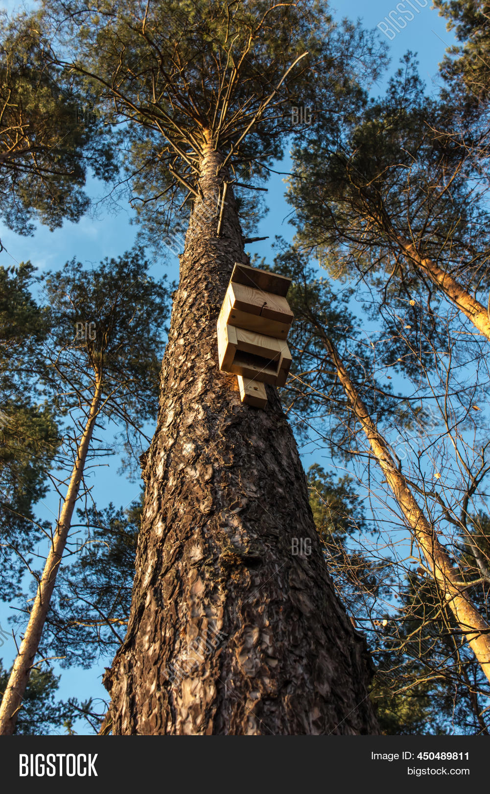 Canopy Pine Trees Image & Photo (Free Trial) | Bigstock