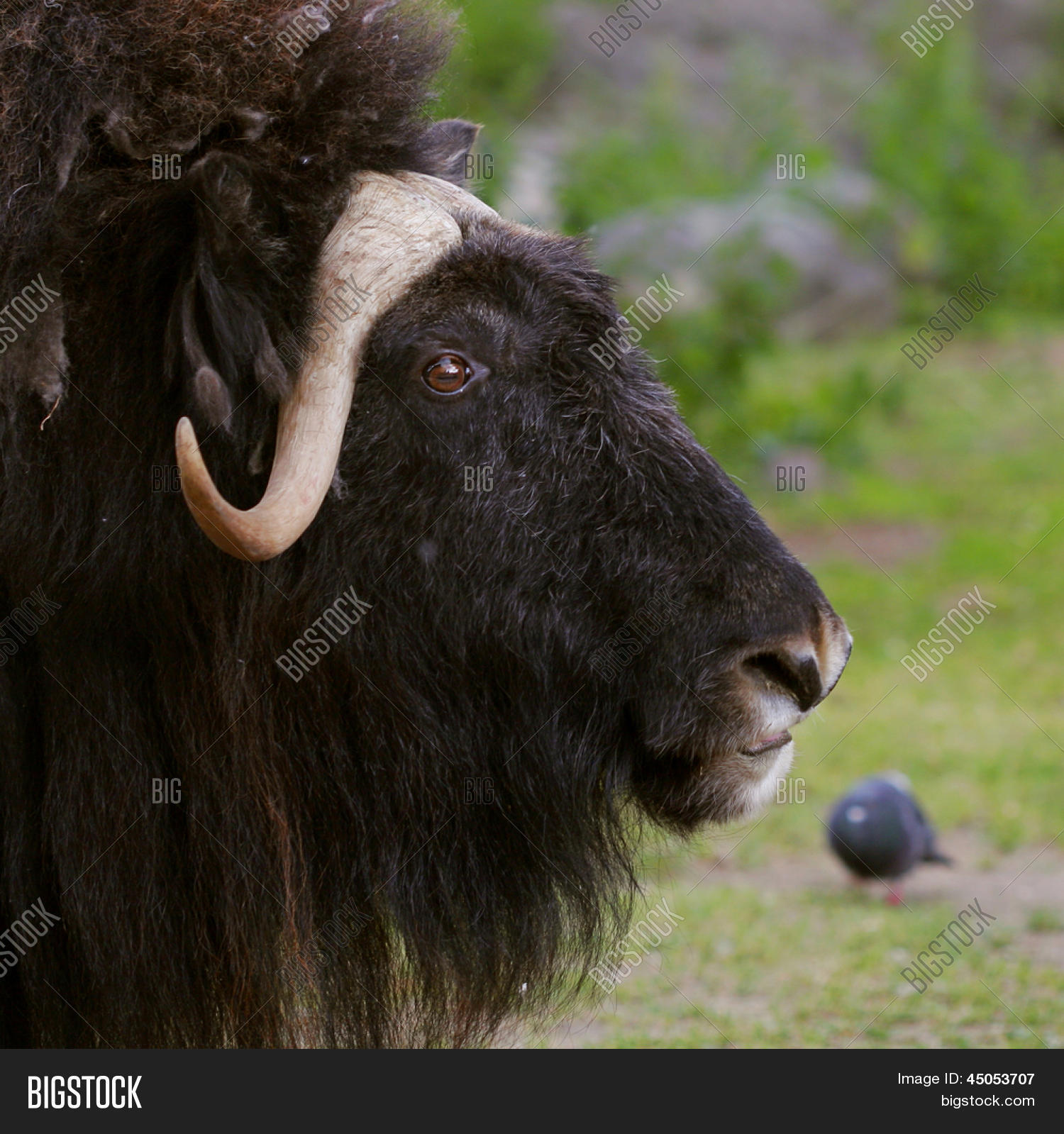 Portrait Angry Musk Ox Image & Photo (Free Trial) | Bigstock