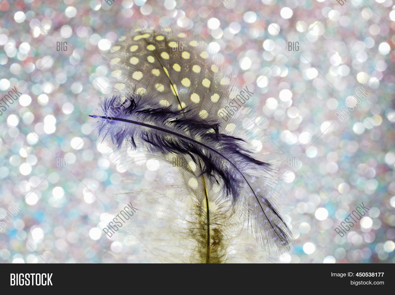 Bird Feather Image & Photo (Free Trial) | Bigstock