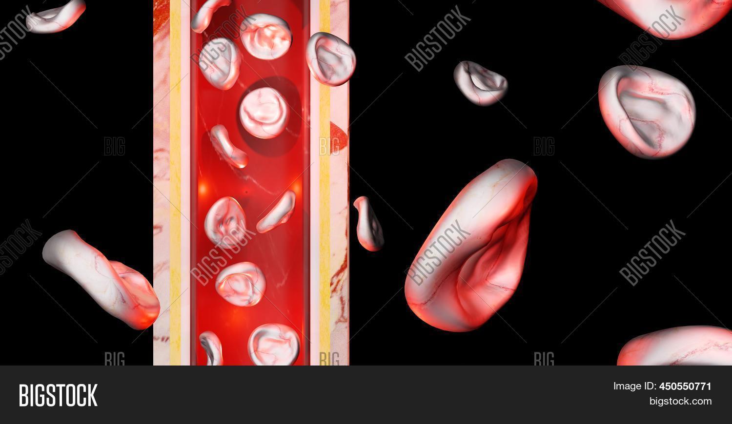 Skin Layer Red Blood Image & Photo (Free Trial) | Bigstock