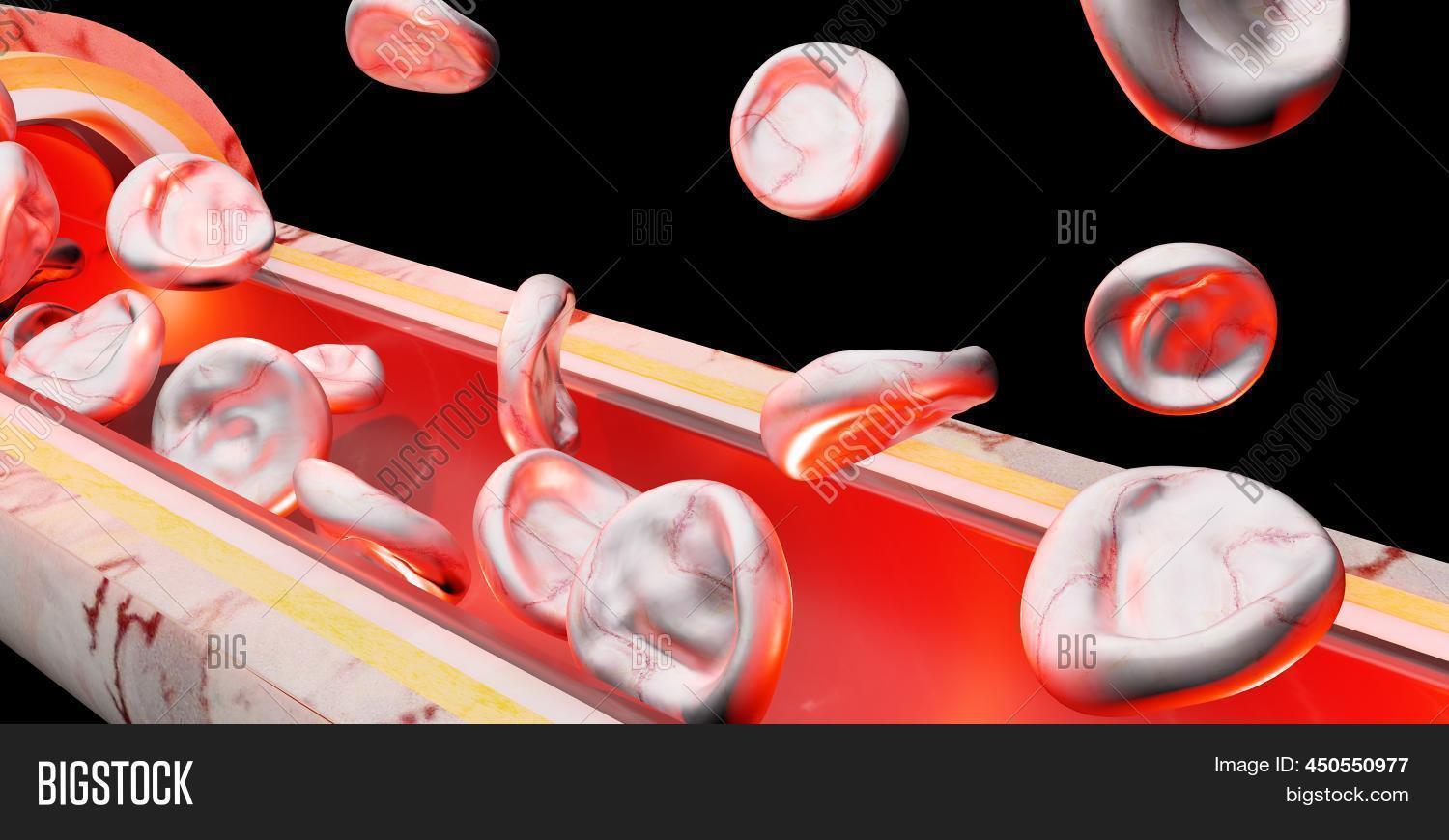 Skin Layer Red Blood Image & Photo (Free Trial) | Bigstock