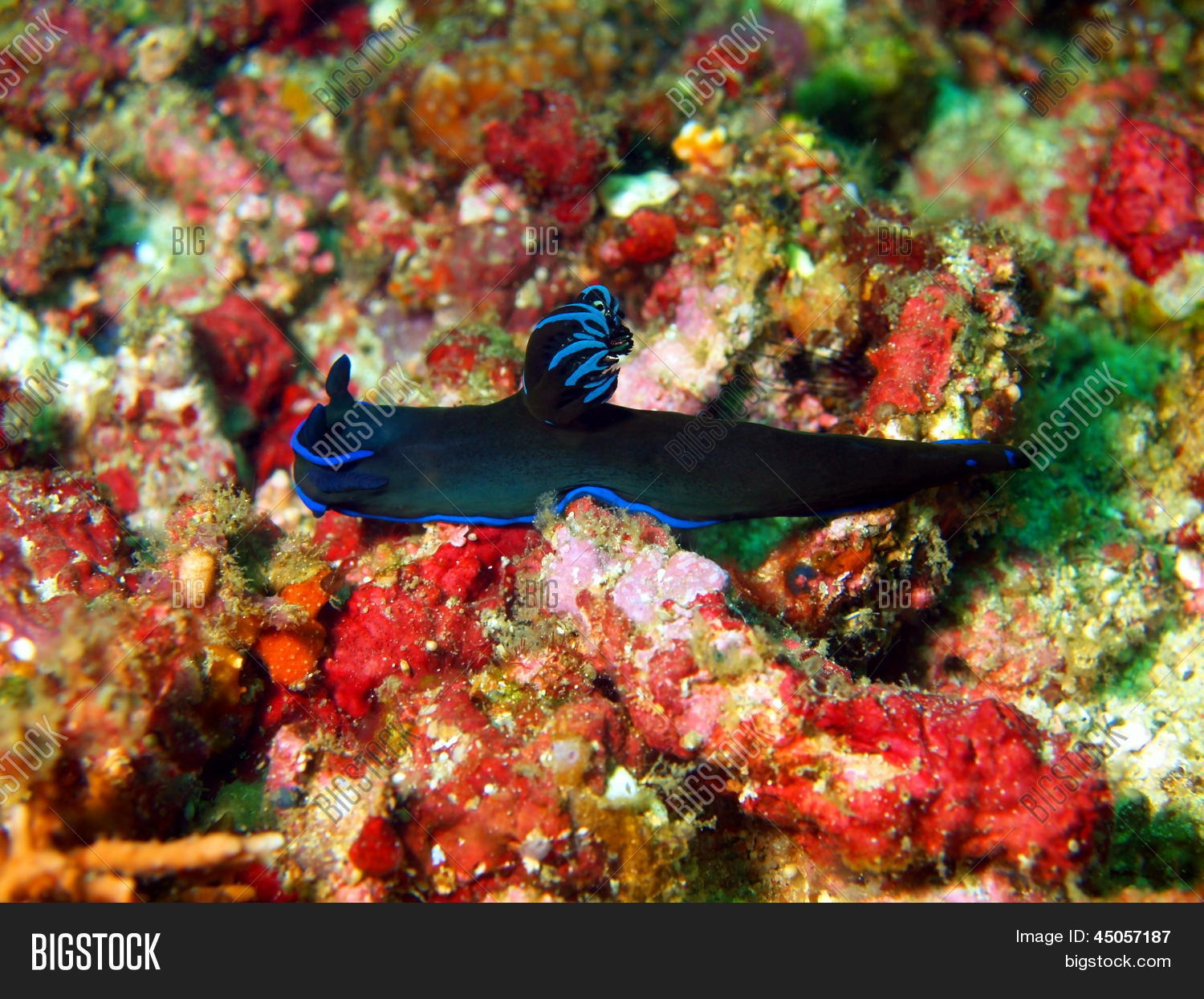 Sea Slugs Philippine Image & Photo (Free Trial) | Bigstock