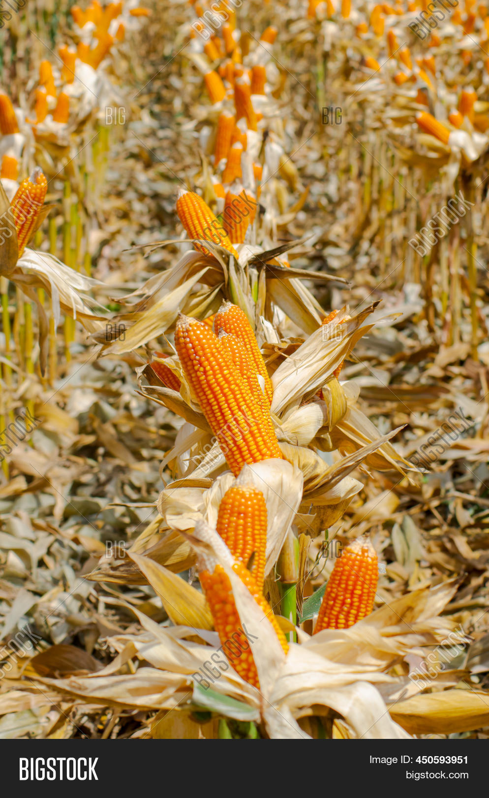Yellow Ripe Corn Image & Photo (Free Trial) | Bigstock