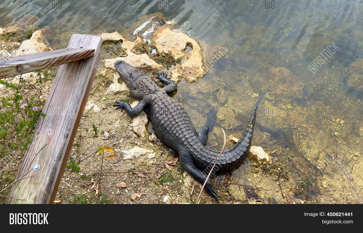 Alligators Everglades Image & Photo (Free Trial) | Bigstock
