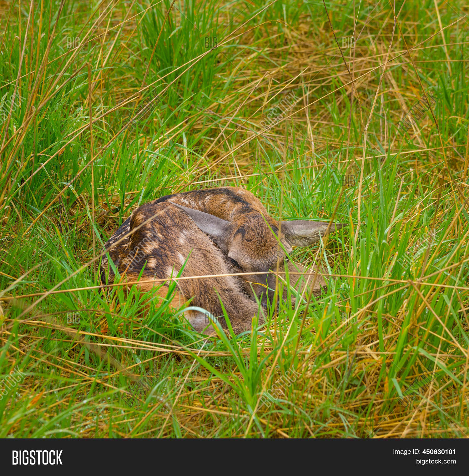 Beautiful Deer Spring Image & Photo (Free Trial) | Bigstock